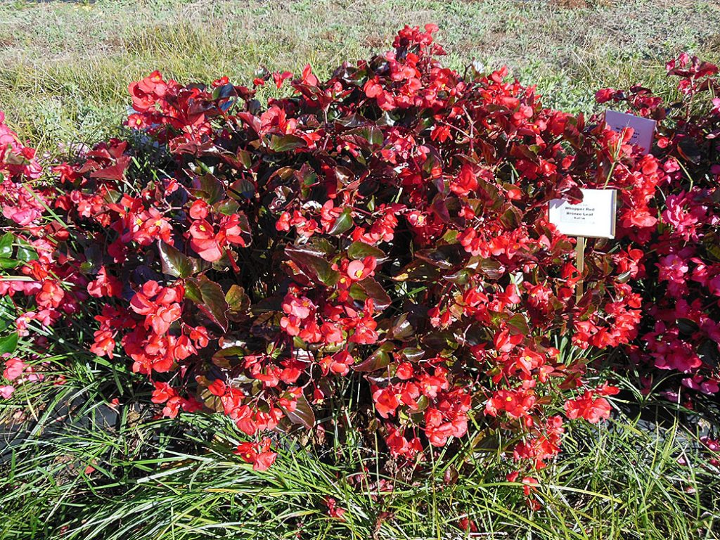 WHOPPER BEGONIAS - Texas Superstar® Plants