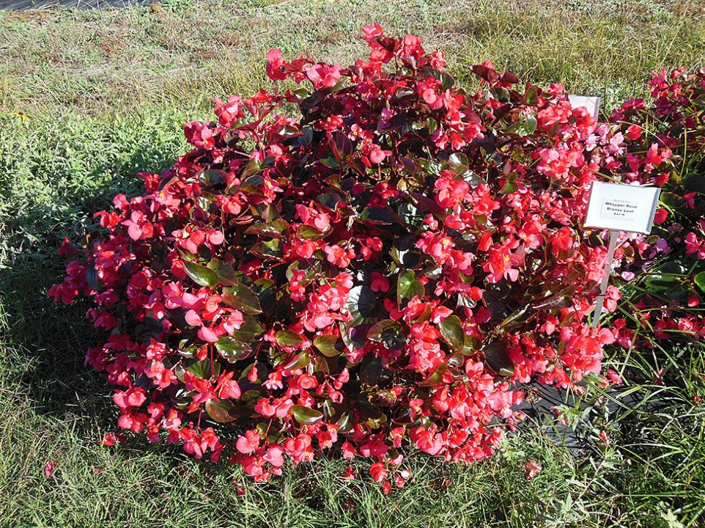 WHOPPER BEGONIAS - Texas Superstar® Plants