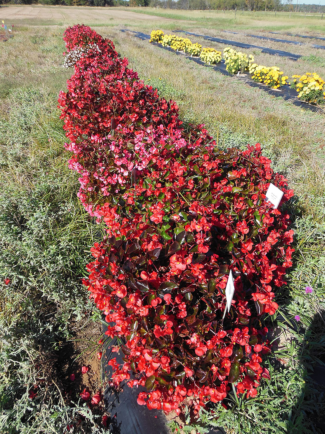 WHOPPER BEGONIAS - Texas Superstar® Plants