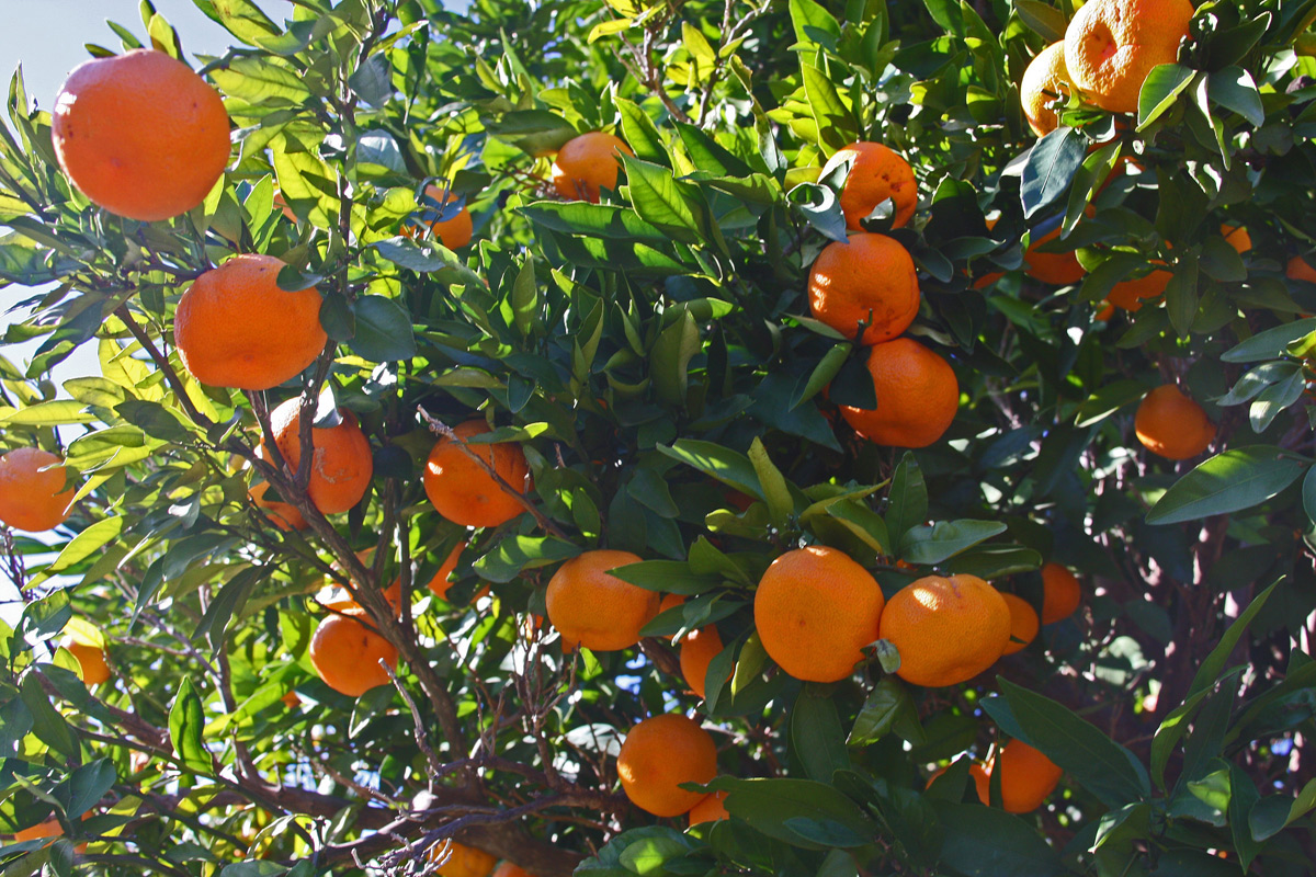 'ARTIC FROST' SATSUMA - Texas Superstar® Plants