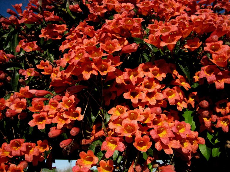 'TANGERINE BEAUTY' CROSSVINE - Texas Superstar® Plants
