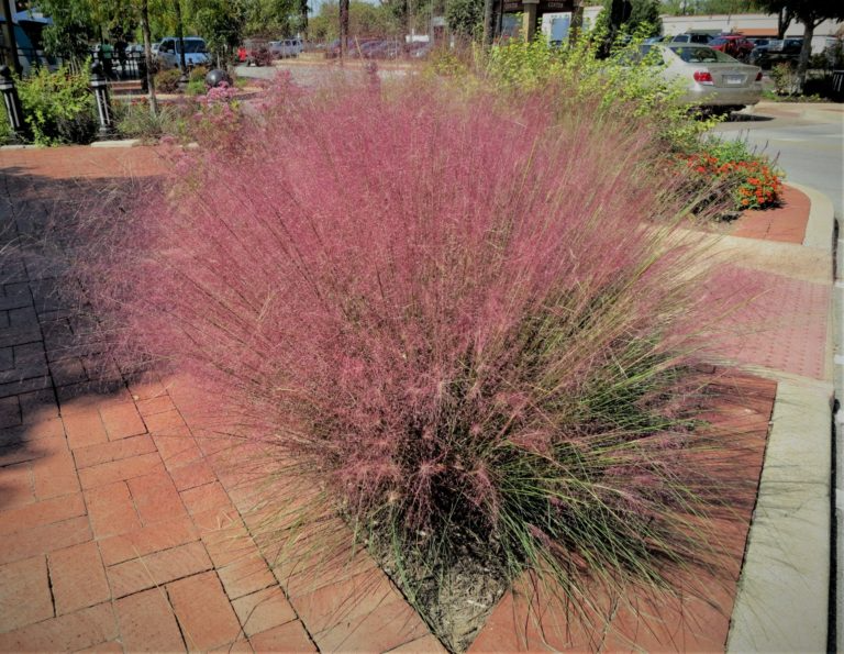 GULF MUHLY - Texas Superstar® Plants