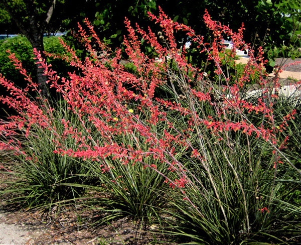 RED YUCCA - Texas Superstar® Plants