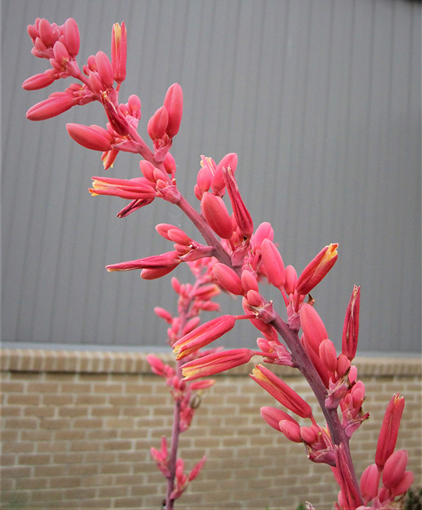 RED YUCCA - Texas Superstar® Plants