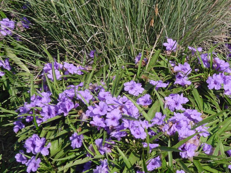 DWARF MEXICAN PETUNIA - Texas Superstar® Plants
