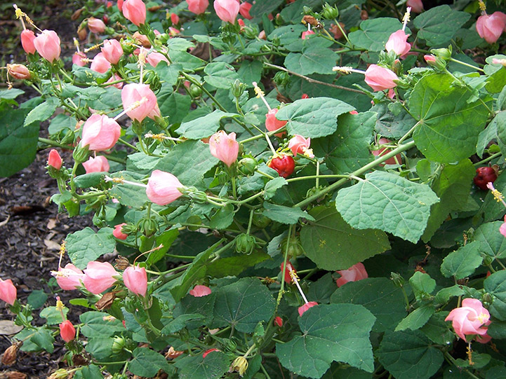 MALVAVISCUS - TURK'S CAP - Texas Superstar® Plants