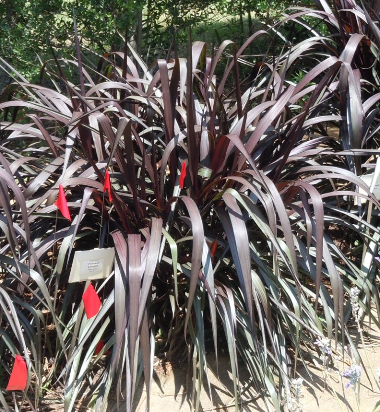 'PRINCESS CAROLINE' NAPIER GRASS - Texas Superstar® Plants