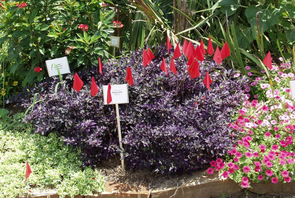 'PURPLE FLASH' ORNAMENTAL PEPPER - Texas Superstar® Plants