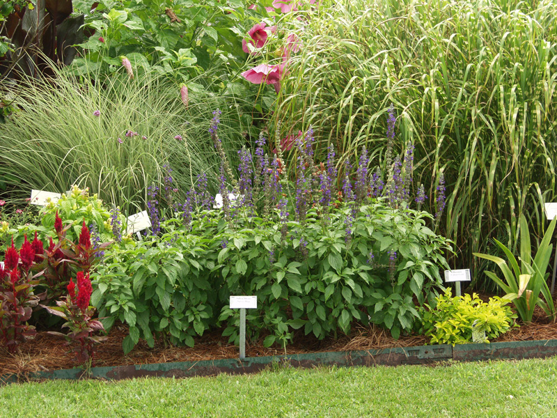 'MYSTIC SPIRES BLUE' SALVIA - Texas Superstar® Plants