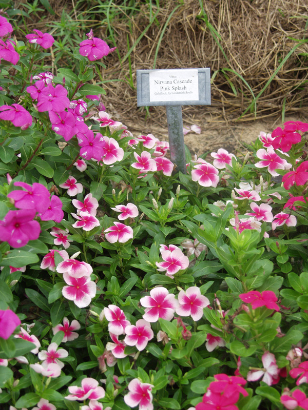 VINCA 'CORA SERIES' - Texas Superstar® Plants