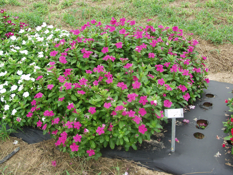 VINCA 'CORA SERIES' - Texas Superstar® Plants