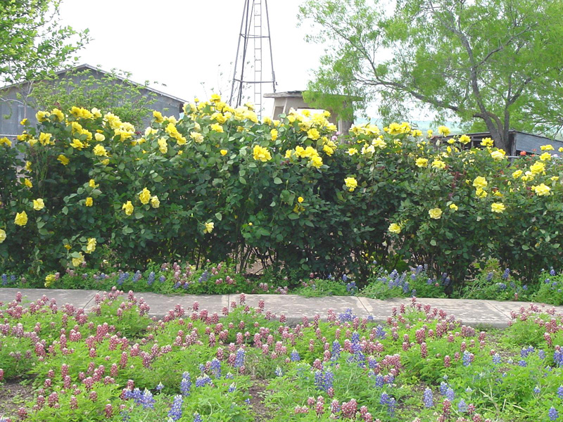 GRANDMA'S YELLOW ROSE - Texas Superstar® Plants