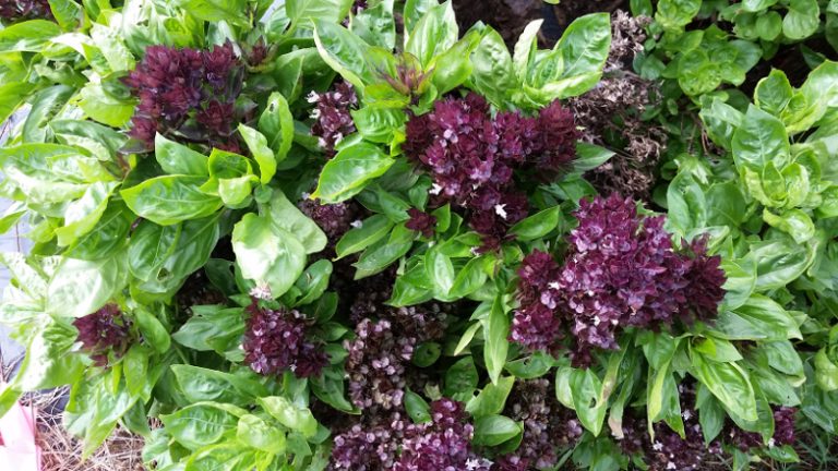 'BALSAMIC BLOOMS' BASIL - Texas Superstar® Plants
