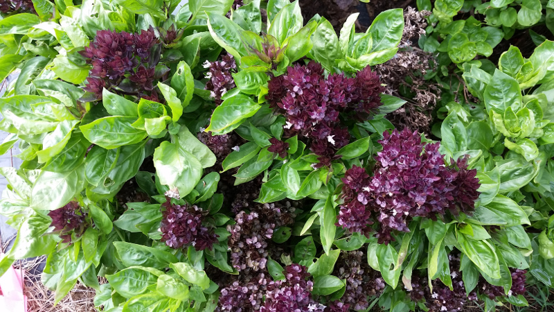 'BALSAMIC BLOOMS' BASIL - Texas Superstar® Plants