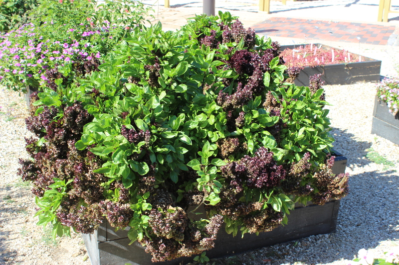 'BALSAMIC BLOOMS' BASIL - Texas Superstar® Plants