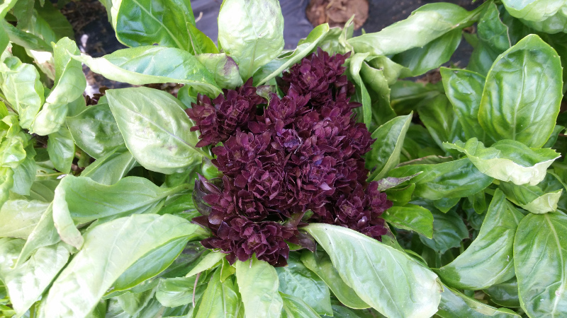 'BALSAMIC BLOOMS' BASIL - Texas Superstar® Plants