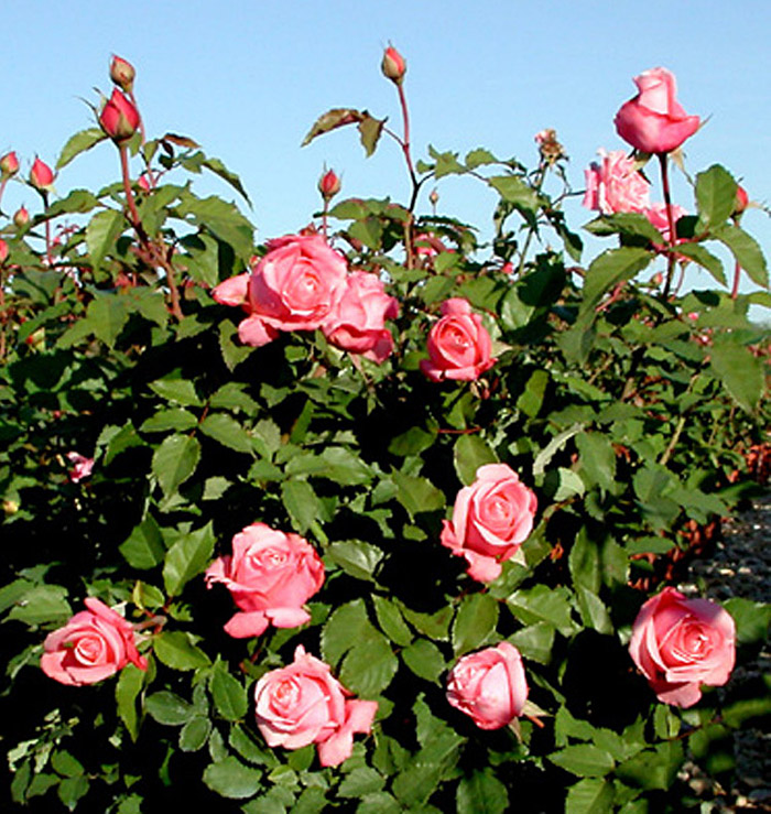'BELINDA'S DREAM' ROSE - Texas Superstar® Plants