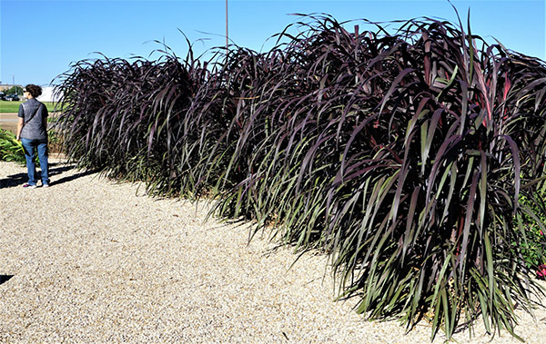 'BLACK STOCKINGS' NAPIER GRASS - Texas Superstar® Plants
