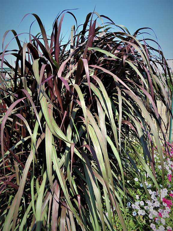 'BLACK STOCKINGS' NAPIER GRASS - Texas Superstar® Plants