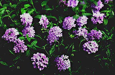 'BLUE PRINCESS' VERBENA - Texas Superstar® Plants
