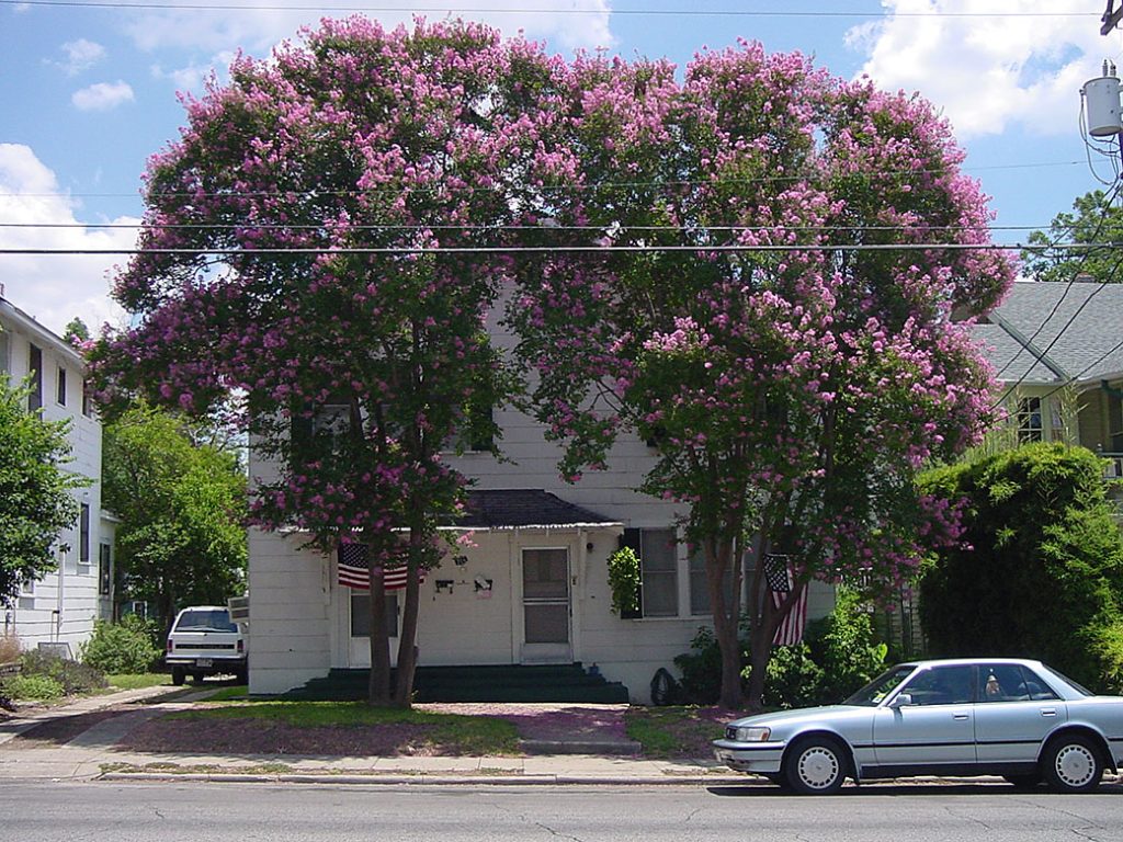 'BASHAM'S PARTY PINK' CRAPEMYRTLE - Texas Superstar® Plants