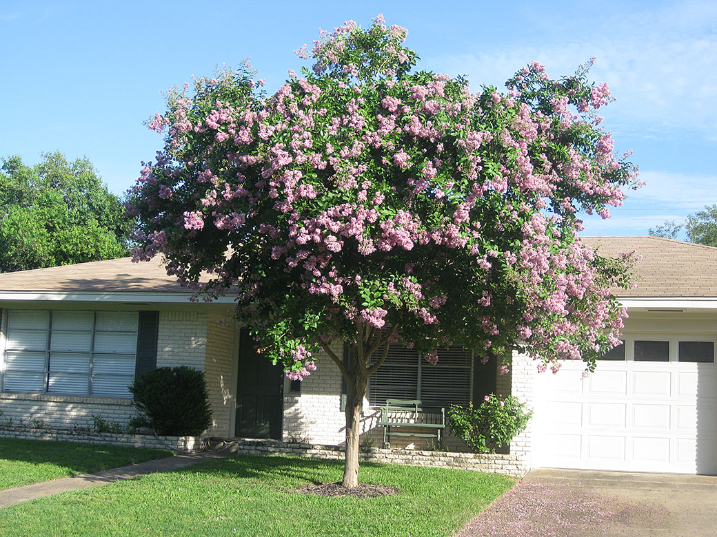'BASHAM'S PARTY PINK' CRAPEMYRTLE - Texas Superstar® Plants