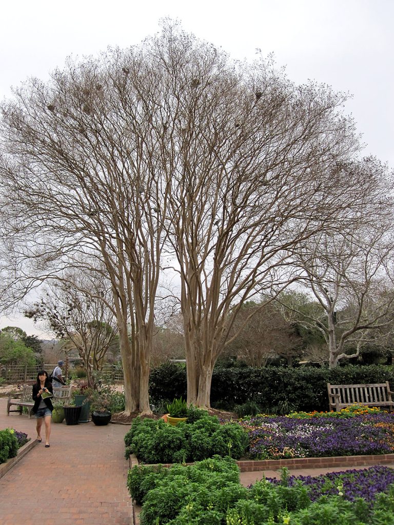'BASHAM'S PARTY PINK' CRAPEMYRTLE - Texas Superstar® Plants