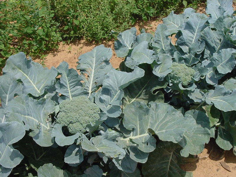 TEXAS SUPERSTAR® VEGETABLES - Texas Superstar® Plants
