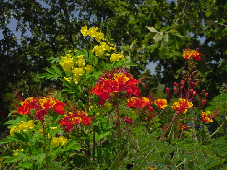 PRIDE OF BARBADOS - Texas Superstar® Plants