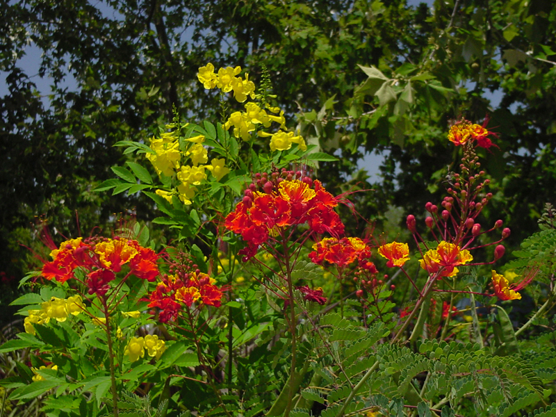 PRIDE OF BARBADOS - Texas Superstar® Plants