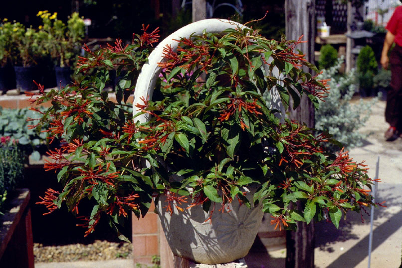 FIREBUSH - Texas Superstar® Plants