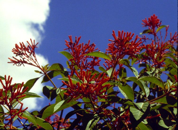 FIREBUSH - Texas Superstar® Plants