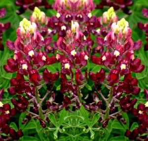 TEXAS MAROON BLUEBONNET - Texas Superstar® Plants