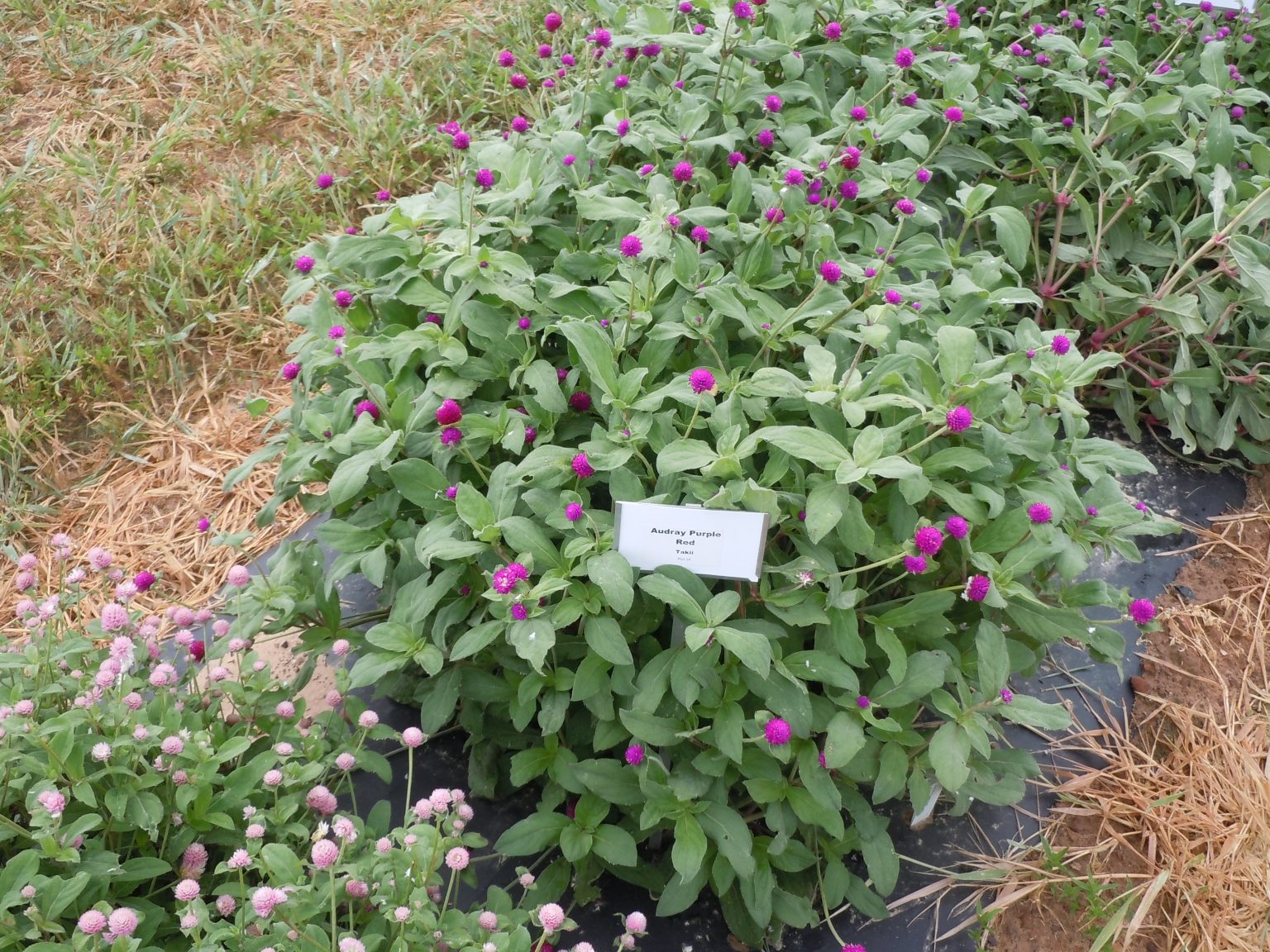 GLOBE AMARANTH - Texas Superstar® Plants