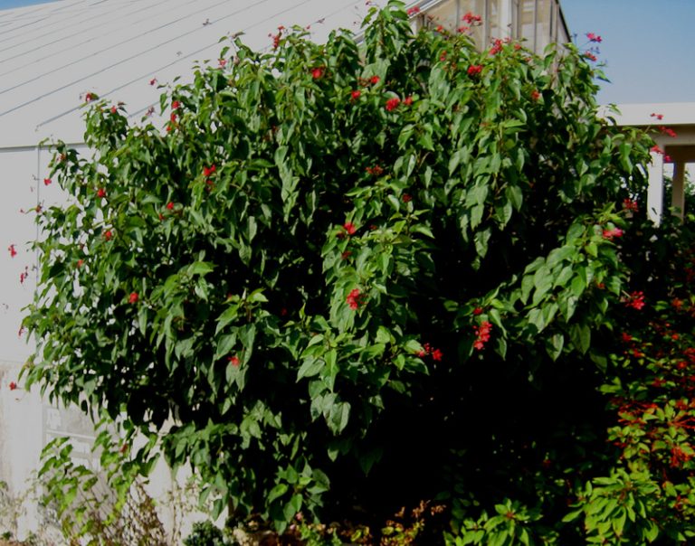 FIRECRACKER JATROPHA - Texas Superstar® Plants