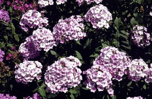 'JOHN FANICK' PHLOX - Texas Superstar® Plants