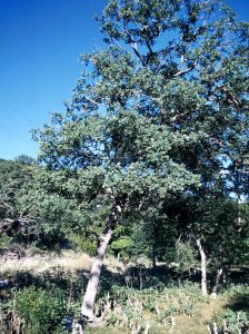 LACEY OAK - Texas Superstar® Plants