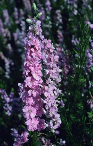 LARKSPUR COLORS - Texas Superstar® Plants
