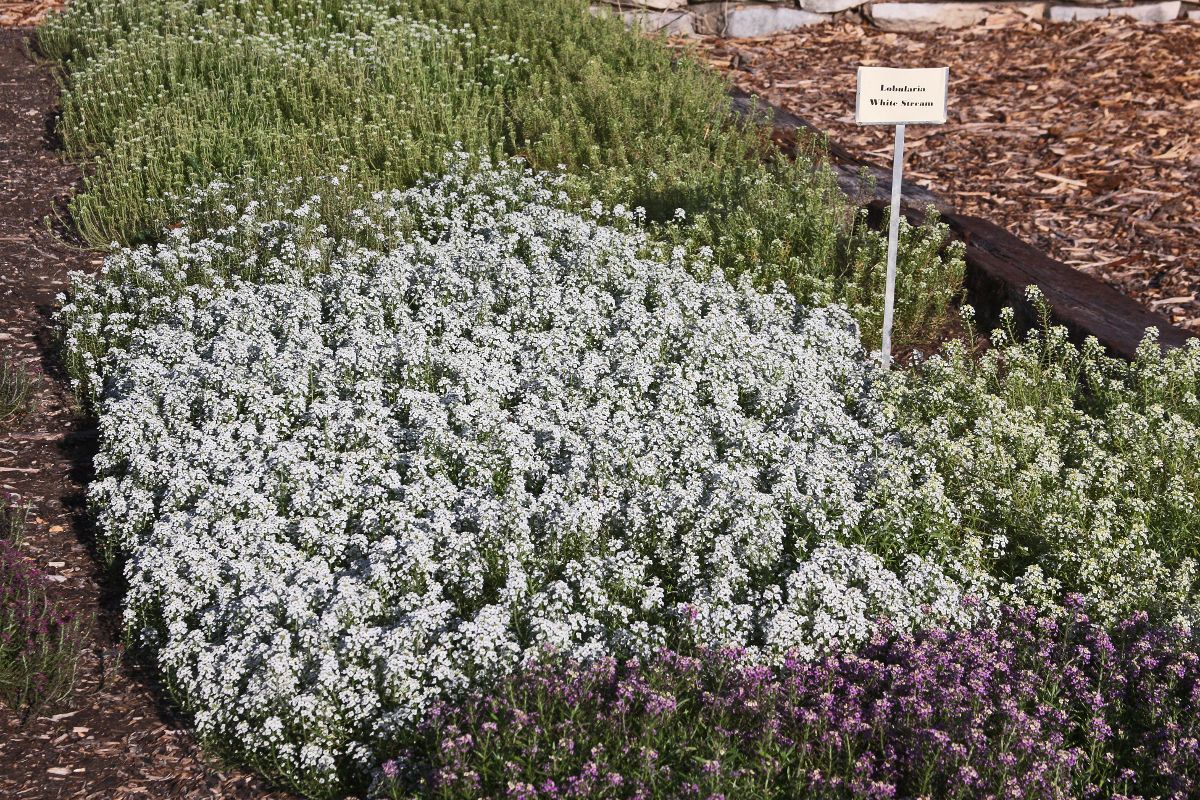 LOBULARIA 'WHITE STREAM' - Texas Superstar® Plants
