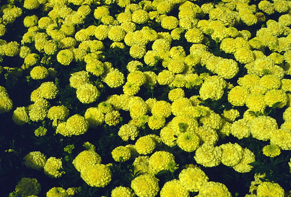 MARI-MUM - Texas Superstar® Plants