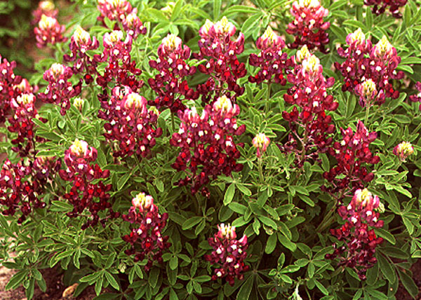 TEXAS MAROON BLUEBONNET - Texas Superstar® Plants
