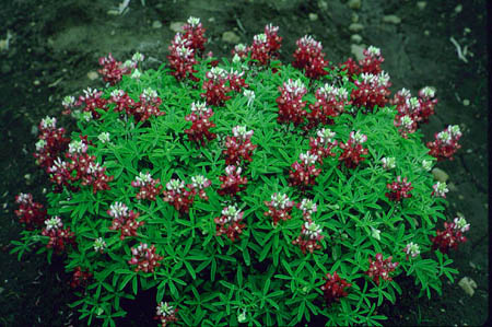 TEXAS MAROON BLUEBONNET - Texas Superstar® Plants