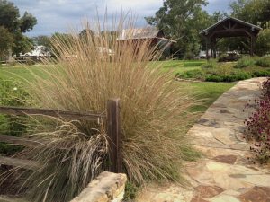 LINDHEIMER MUHLY GRASS - Texas Superstar® Plants