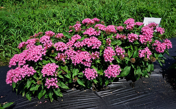 PENTAS - Texas Superstar® Plants