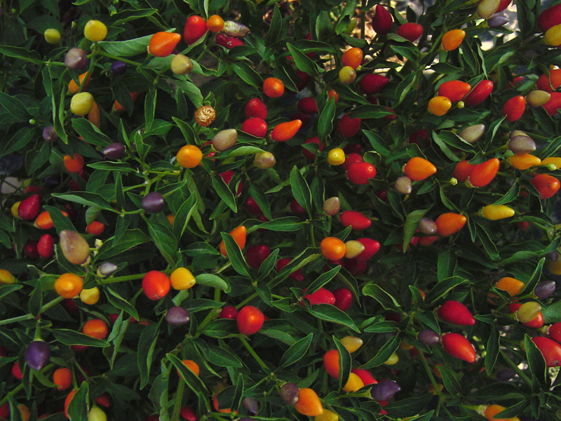 TEXAS SUPERSTAR® VEGETABLES - Texas Superstar® Plants