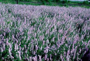 LARKSPUR COLORS - Texas Superstar® Plants