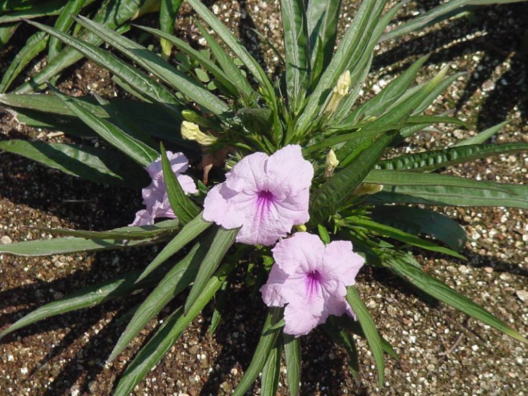 DWARF MEXICAN PETUNIA - Texas Superstar® Plants