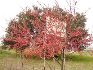 DECIDUOUS HOLLY - Texas Superstar® Plants