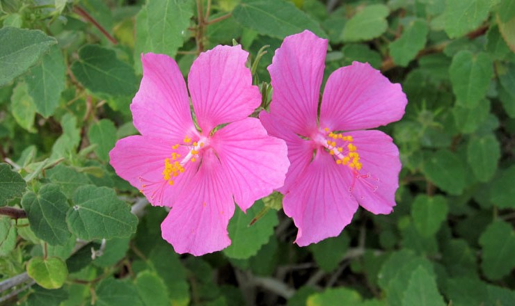 ROCK ROSE - Texas Superstar® Plants