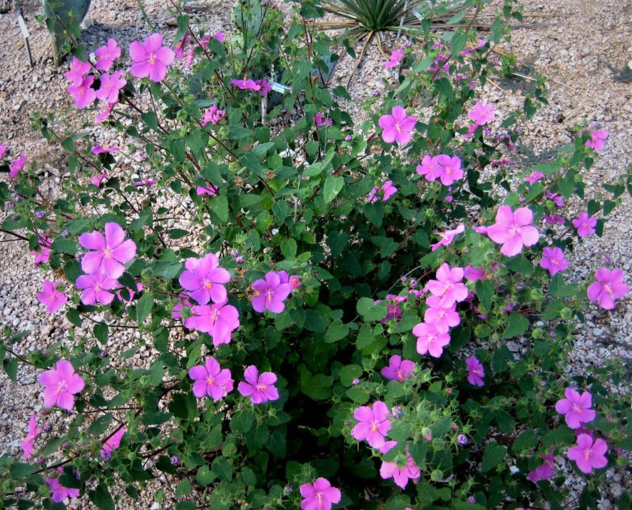 ROCK ROSE - Texas Superstar® Plants